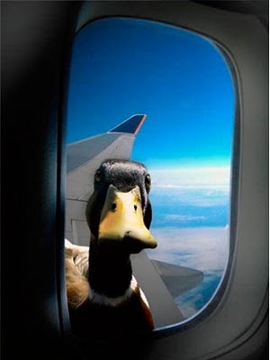 ¿Qué es la anatidaefobia? - Top Blogsites